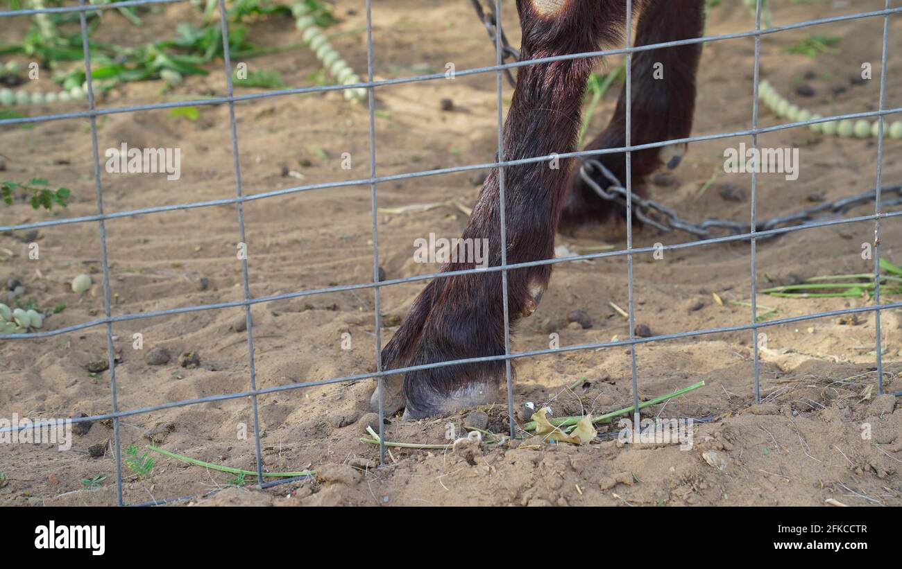 Mountain goat hoof closeup hi-res stock photography and images - Alamy
