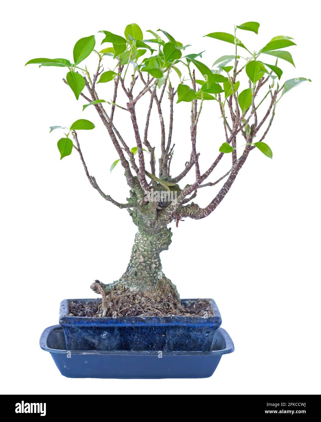 Bonsai tree detail closeup hi-res stock photography and images - Alamy