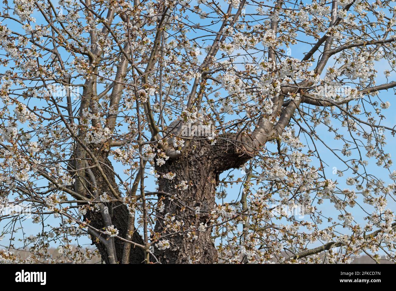 Old flowering cherry tree, Prunus avium, in spring Stock Photo - Alamy