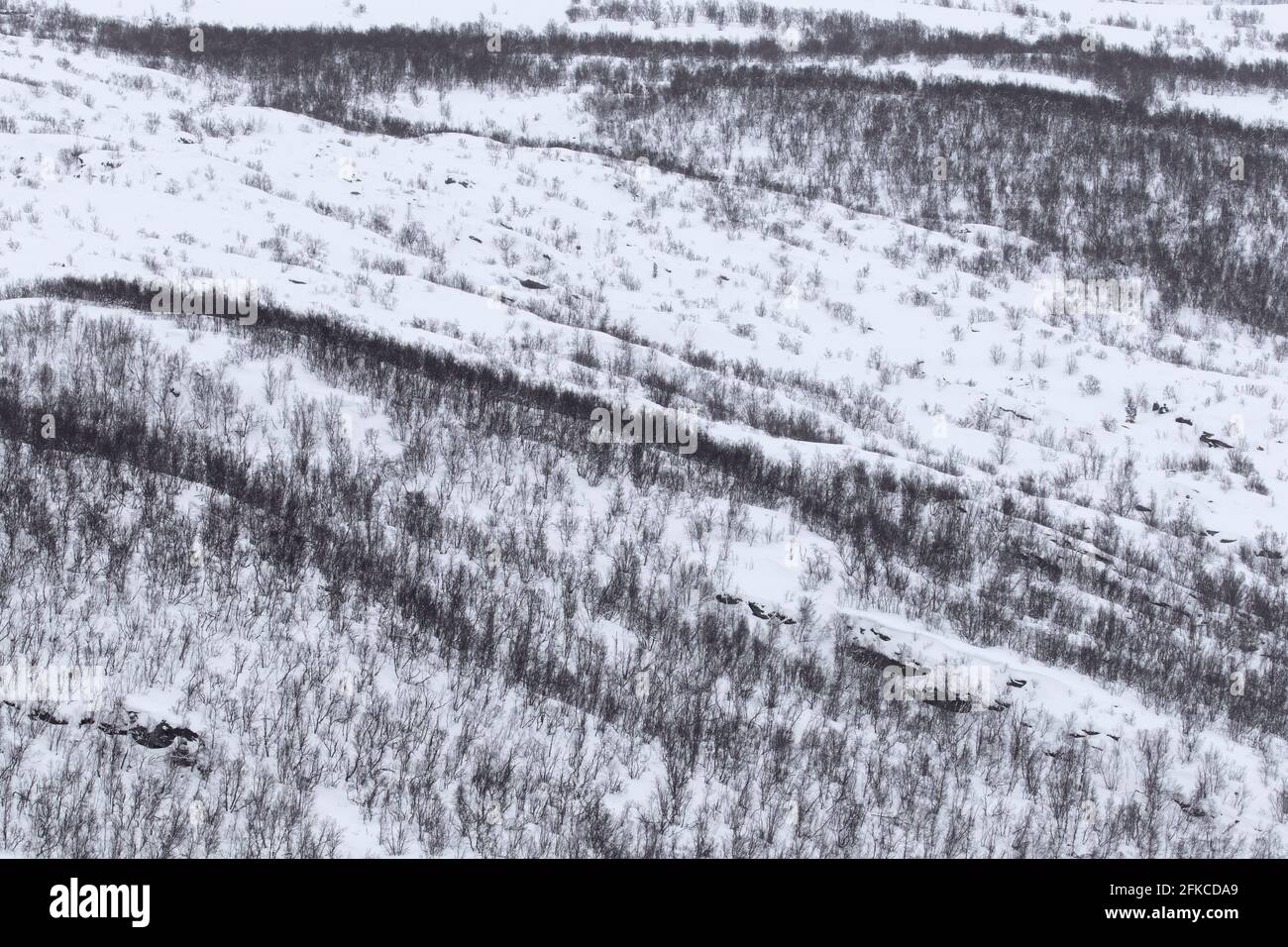 Boreal forest winter hi-res stock photography and images - Alamy