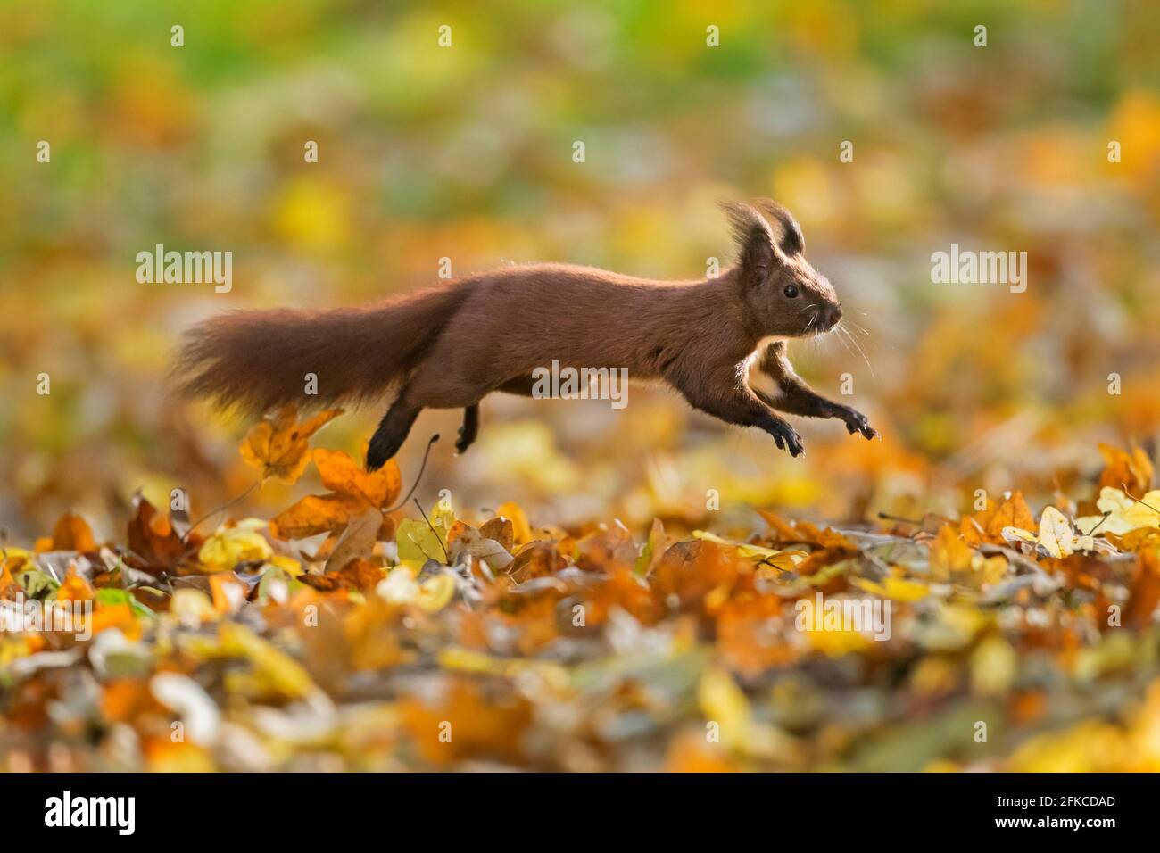 Eurasian red squirrel hi-res stock photography and images - Alamy