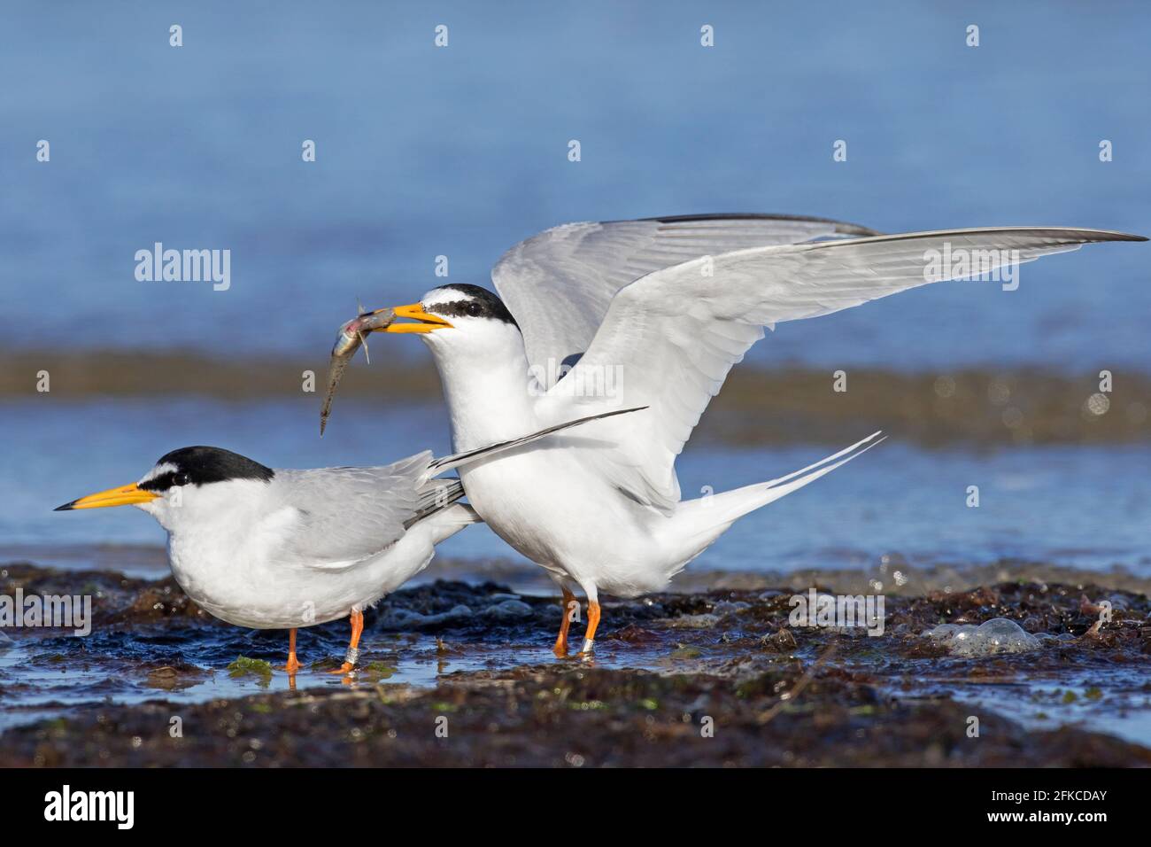 Ringed little tern (Sternula albifrons / Sterna albifrons) male ...