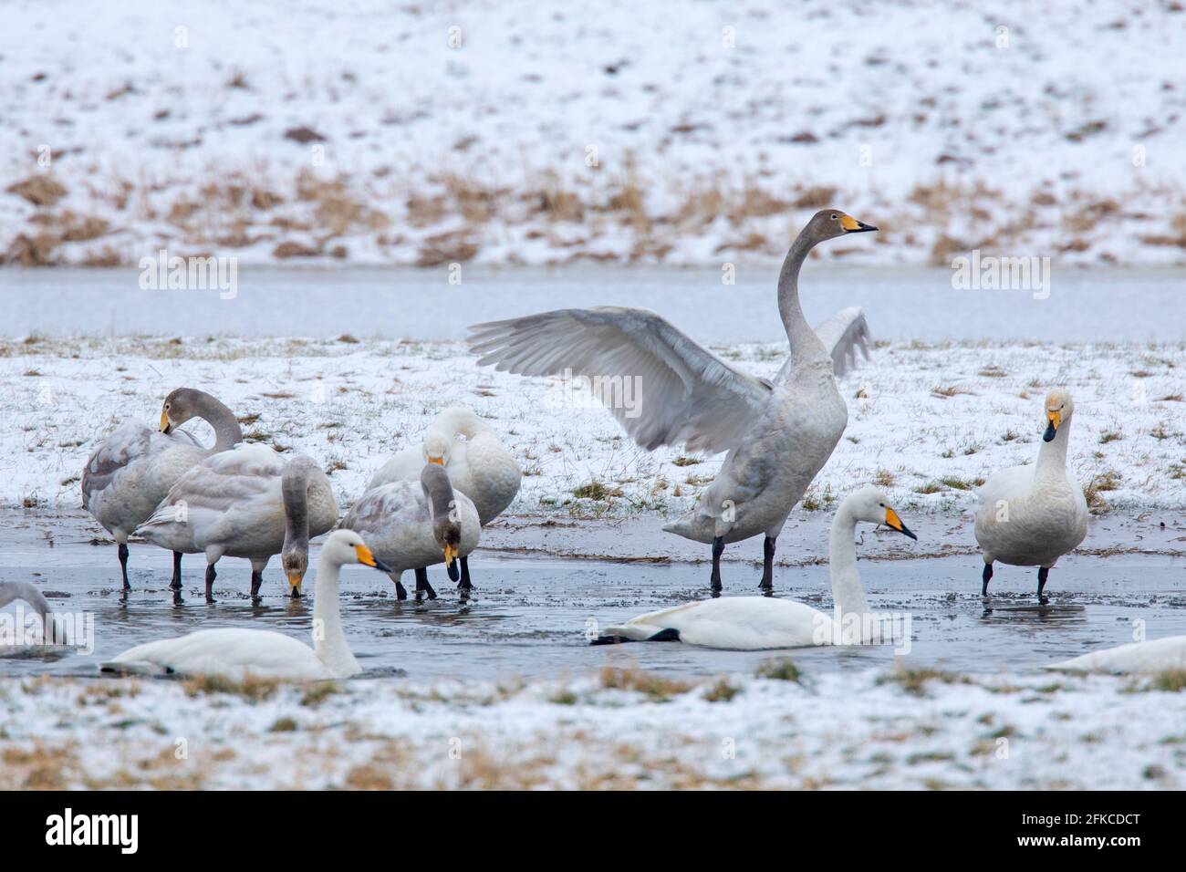 Whooper swans (Cygnus cygnus) adults with juveniles gathering in pond ...