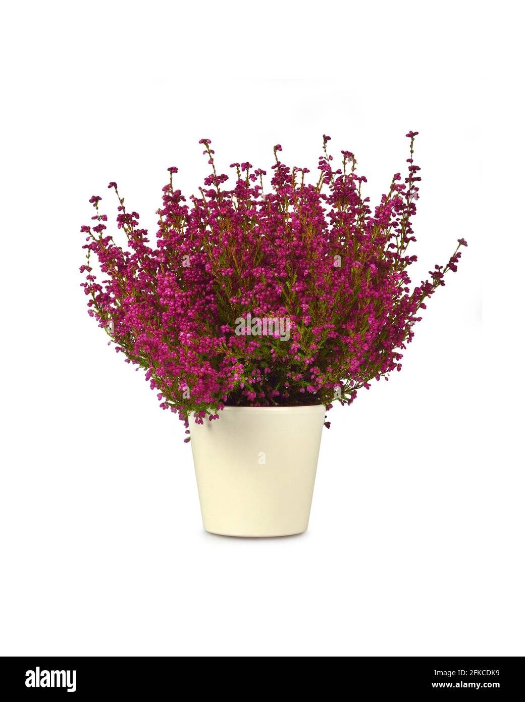 Erica flower plant isolated on white background Stock Photo - Alamy