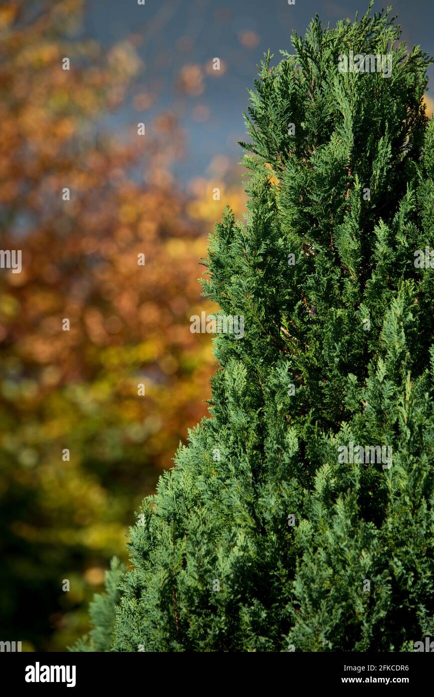 Evergreen tree against a deciduous tree background in a mature garden ...