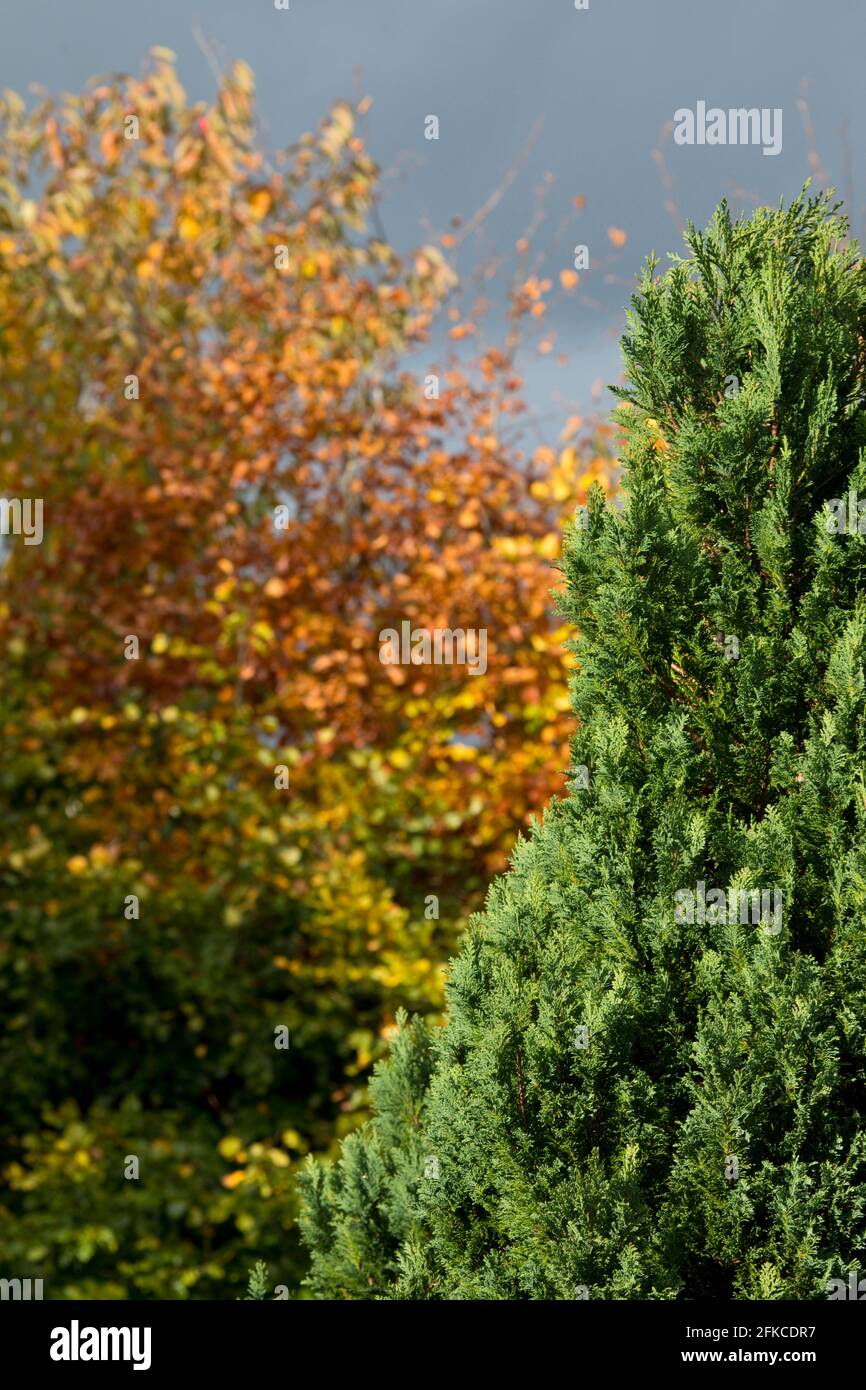 Evergreen tree against a deciduous tree background in a mature garden ...