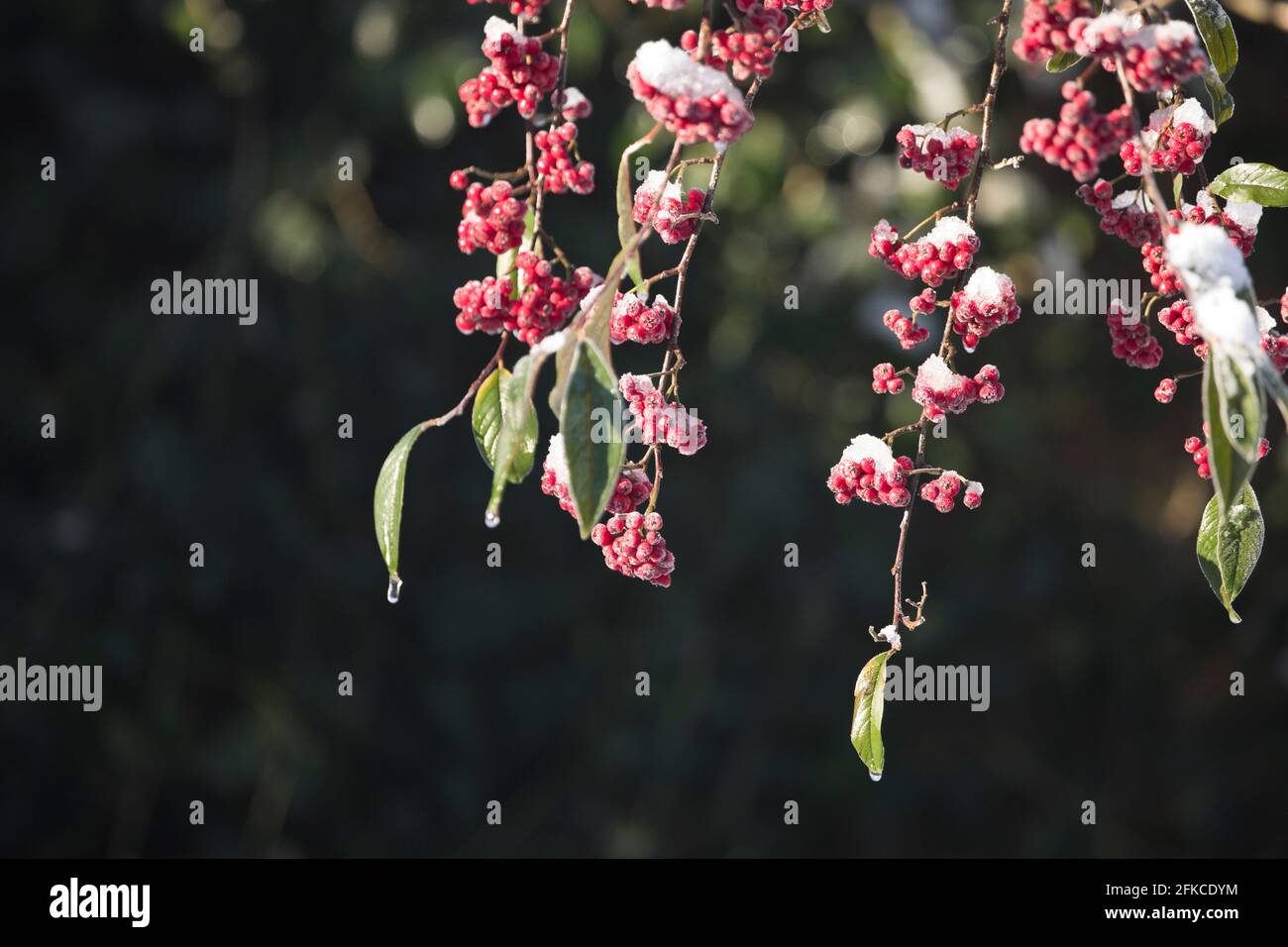 Hanging down from the branches of a tree hi-res stock photography and ...