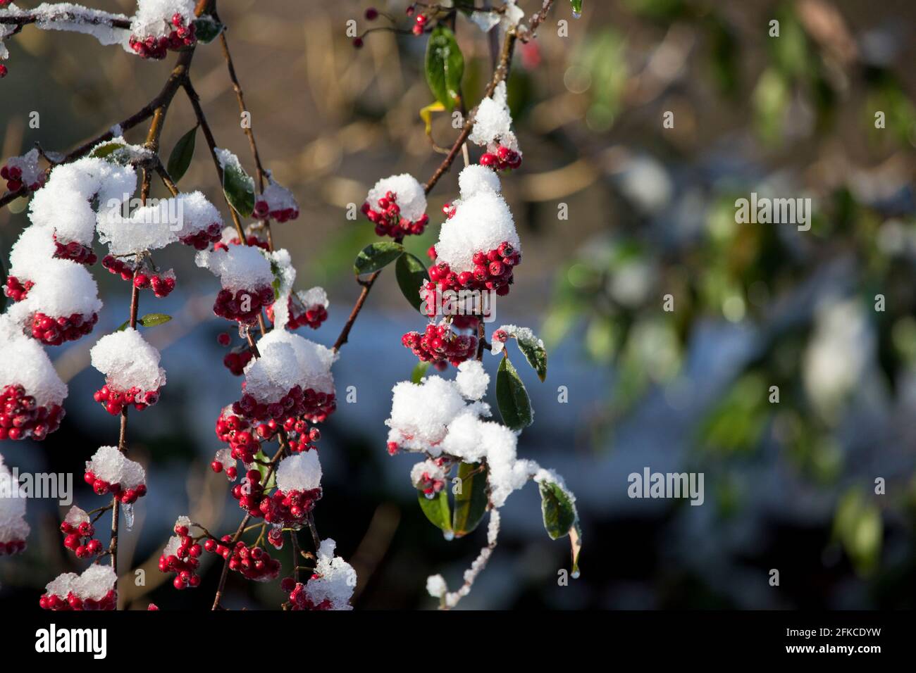 Red berries hanging down from a tree in winter, in a garden, England ...
