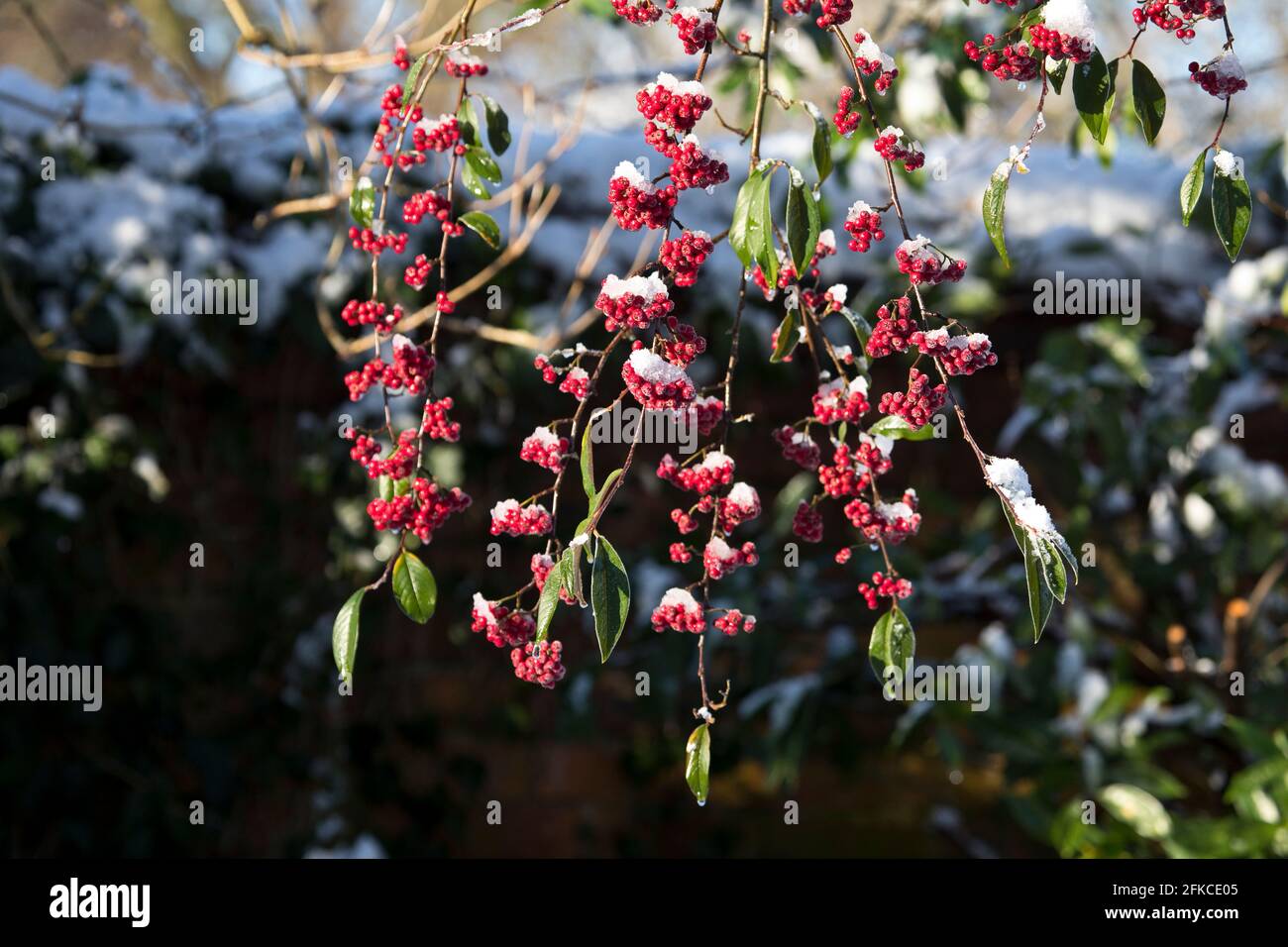 Red berries hanging down from a tree in winter, in a garden, England ...