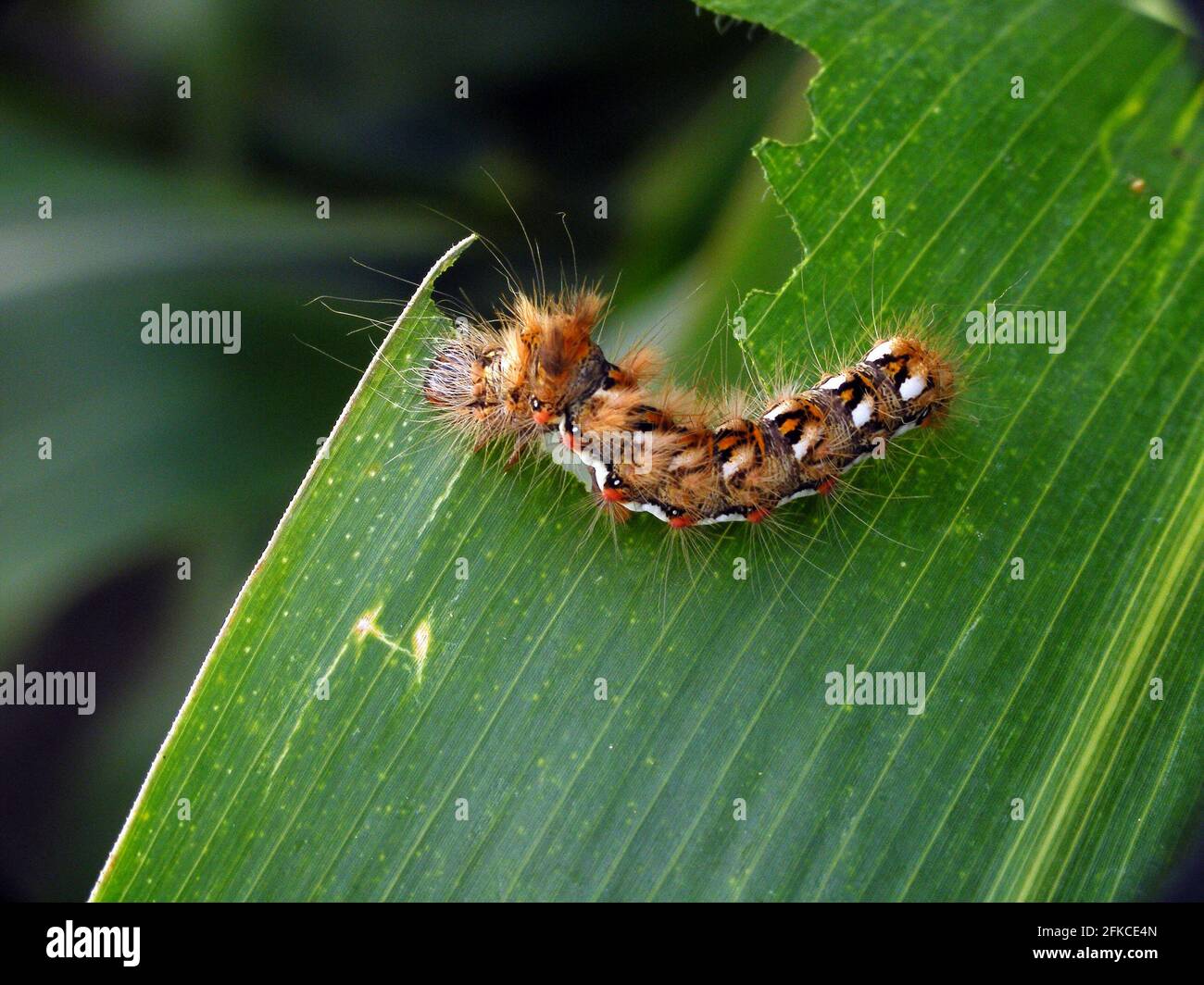 Caterpillar of Acronicta rumicis the knot grass from Noctuidae family ...