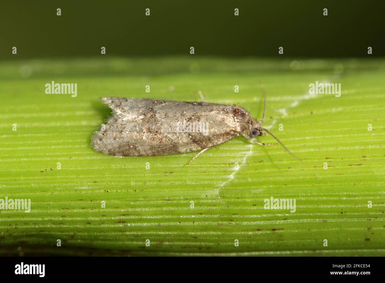 Caterpillar tortrix moth (Tortricidae) on leaves of corn plants Stock ...