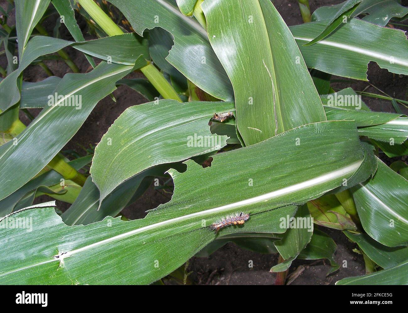 Caterpillar of Orgyia antiqua the rusty tussock moth or vapourer on ...