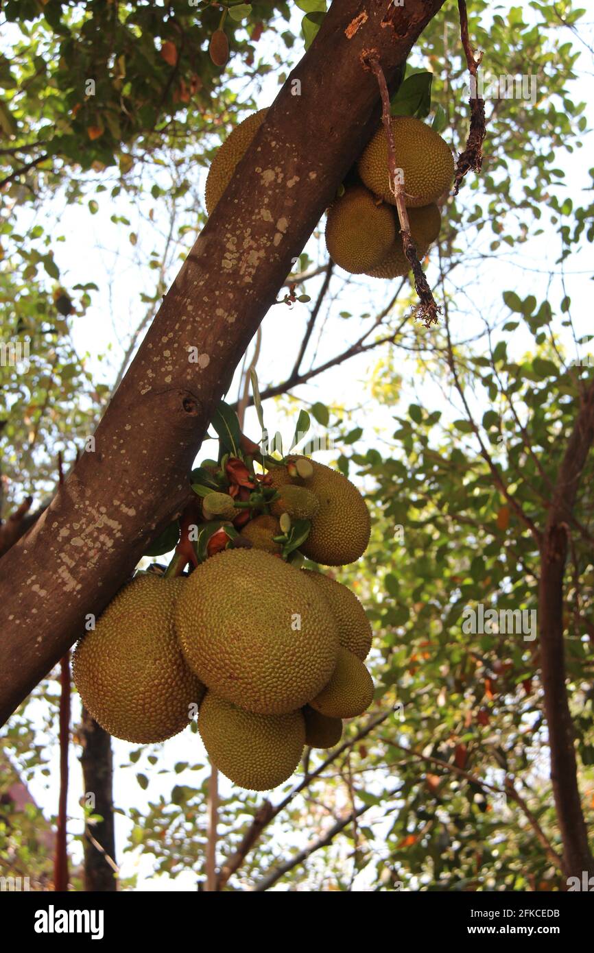 jackfruit tree in an orchard in thailand Stock Photo - Alamy