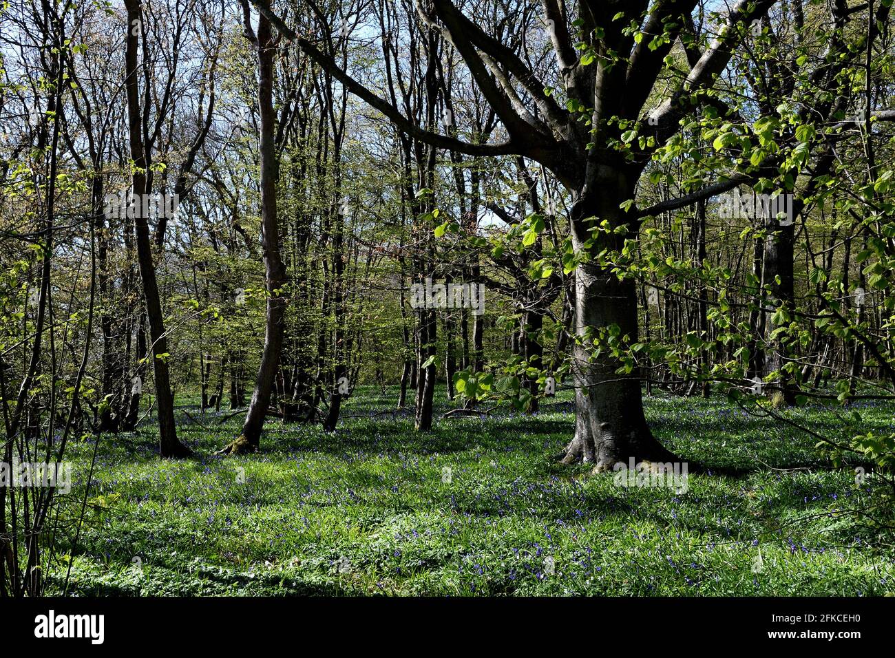 Ancient woodland uk Stock Photo - Alamy
