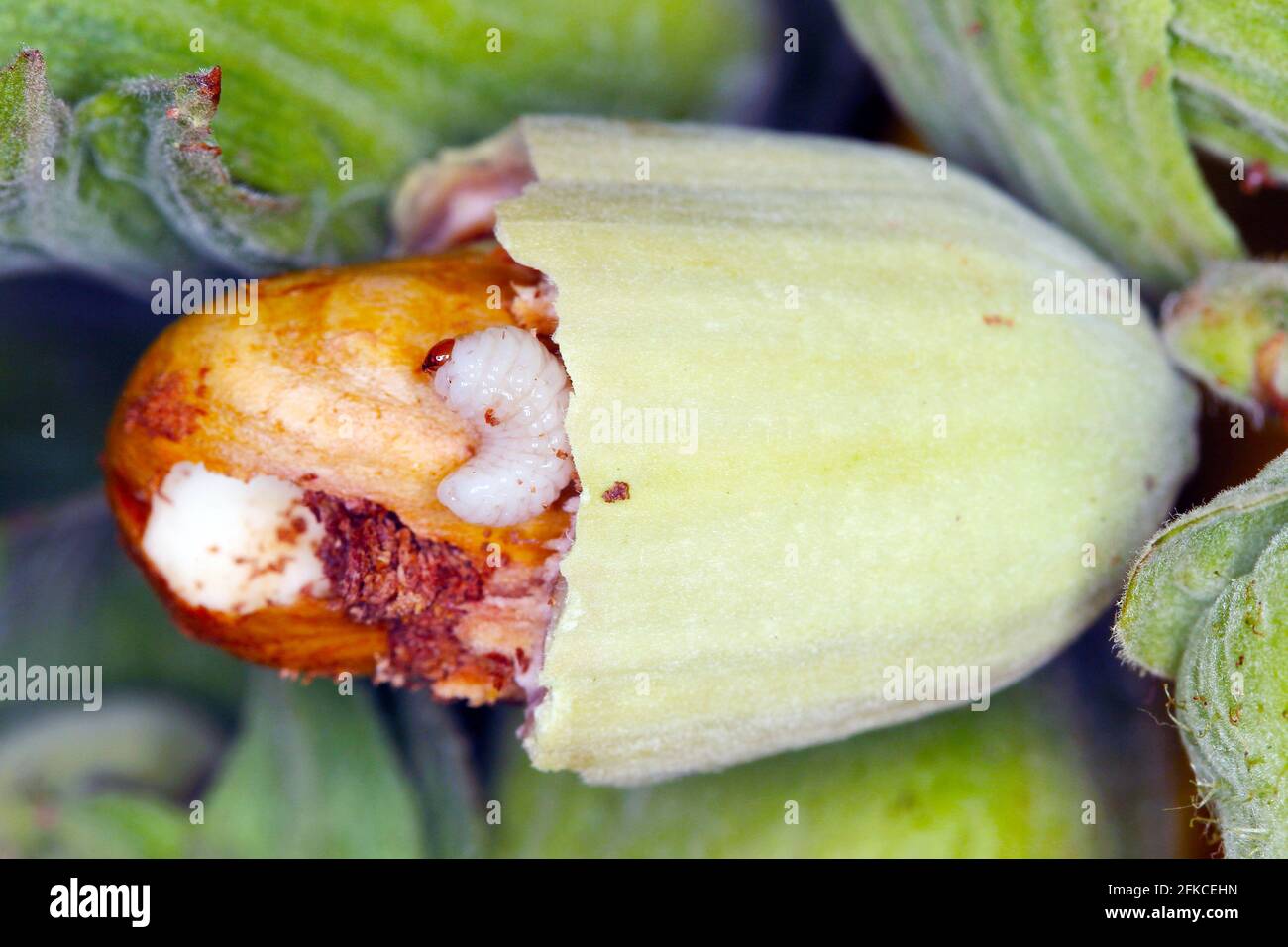 Hazel nut damaged by larva of nut weevil Curculio nucum Stock Photo - Alamy