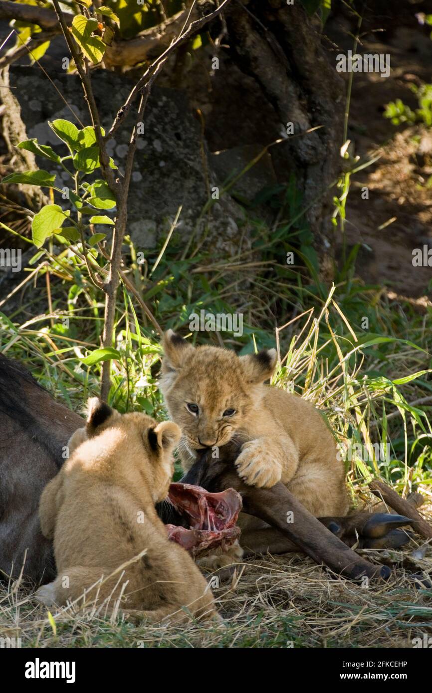 Lion cubs eating wildebeest, Masai Mara, Kenya, Africa Stock Photo - Alamy