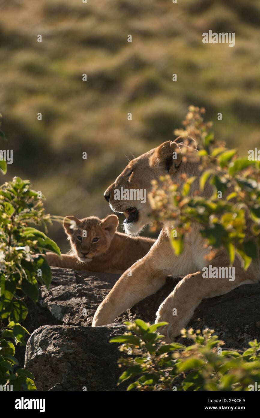 Lioness and cub in early morning light, Maasai Mara, Kenya Stock Photo ...