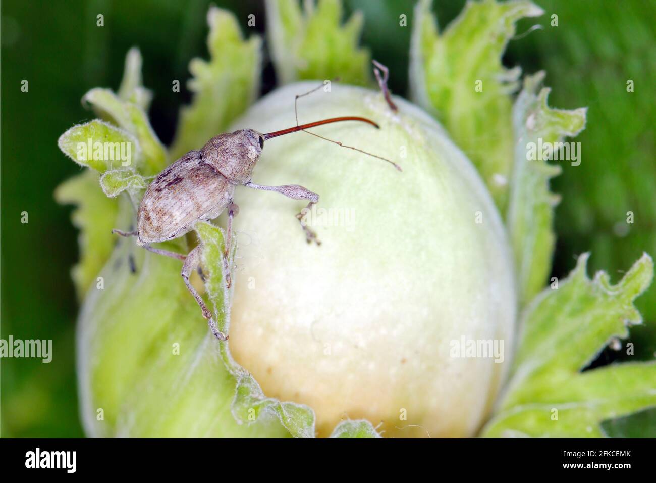 Hazel Nut weevil - Curculio nucum on hazelnut Stock Photo - Alamy
