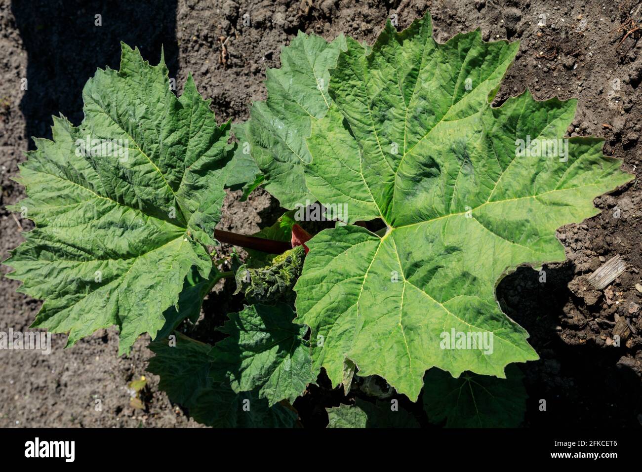 Rhubarb leaves hi-res stock photography and images - Alamy