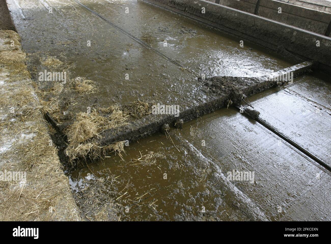 Cattle slurry hi-res stock photography and images - Alamy