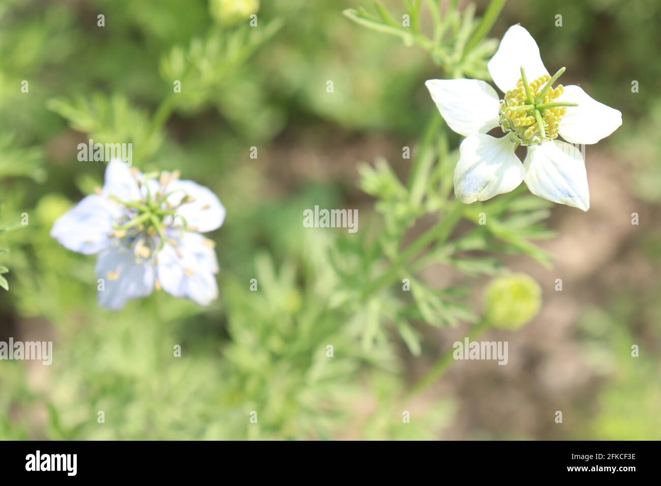 Black cumin seed tree hi-res stock photography and images - Alamy