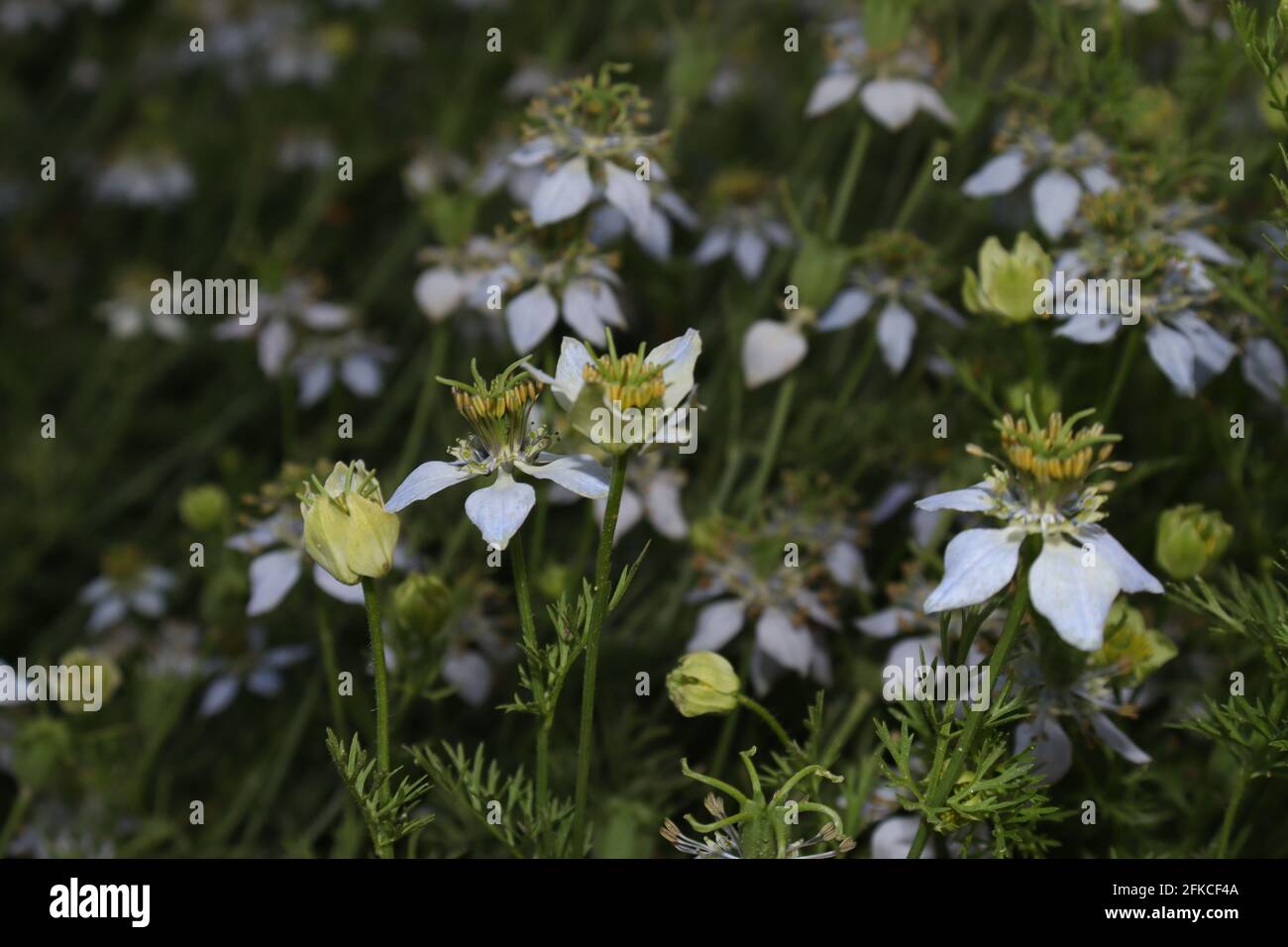 Black cumin flower hi-res stock photography and images - Alamy