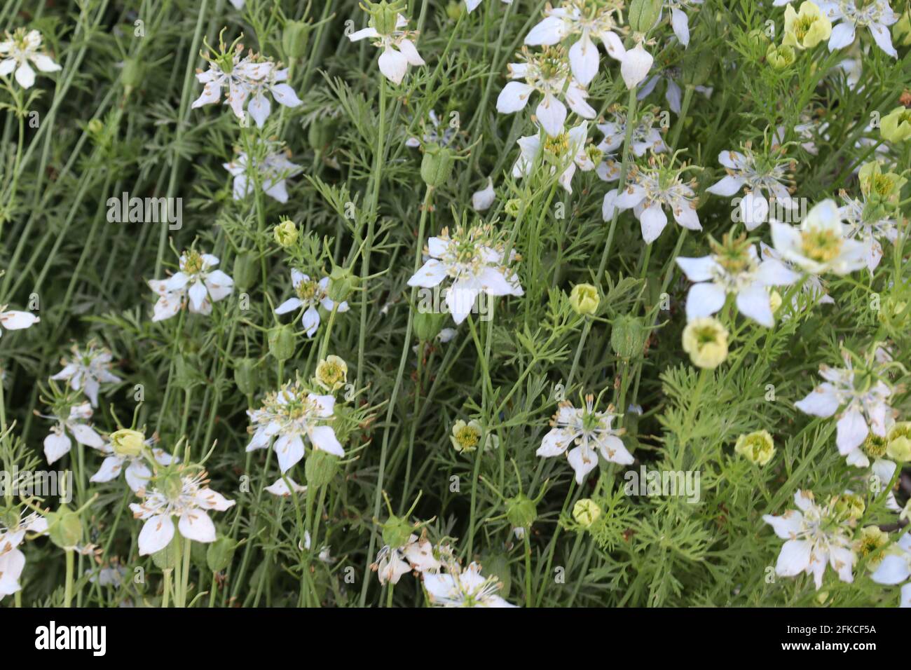Black cumin seed tree hi-res stock photography and images - Alamy