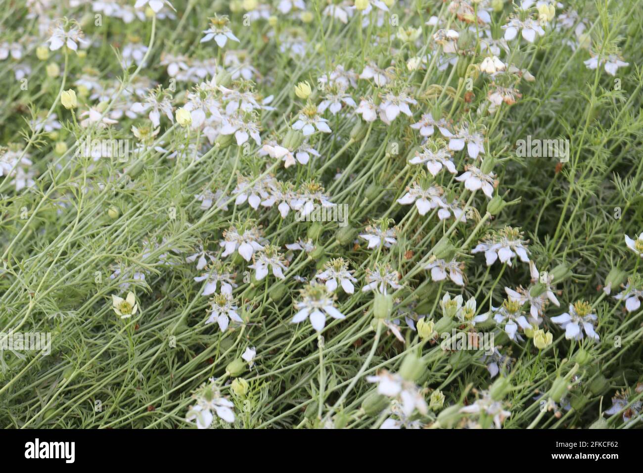 white colored black cumin flower on tree in firm for harvest Stock ...