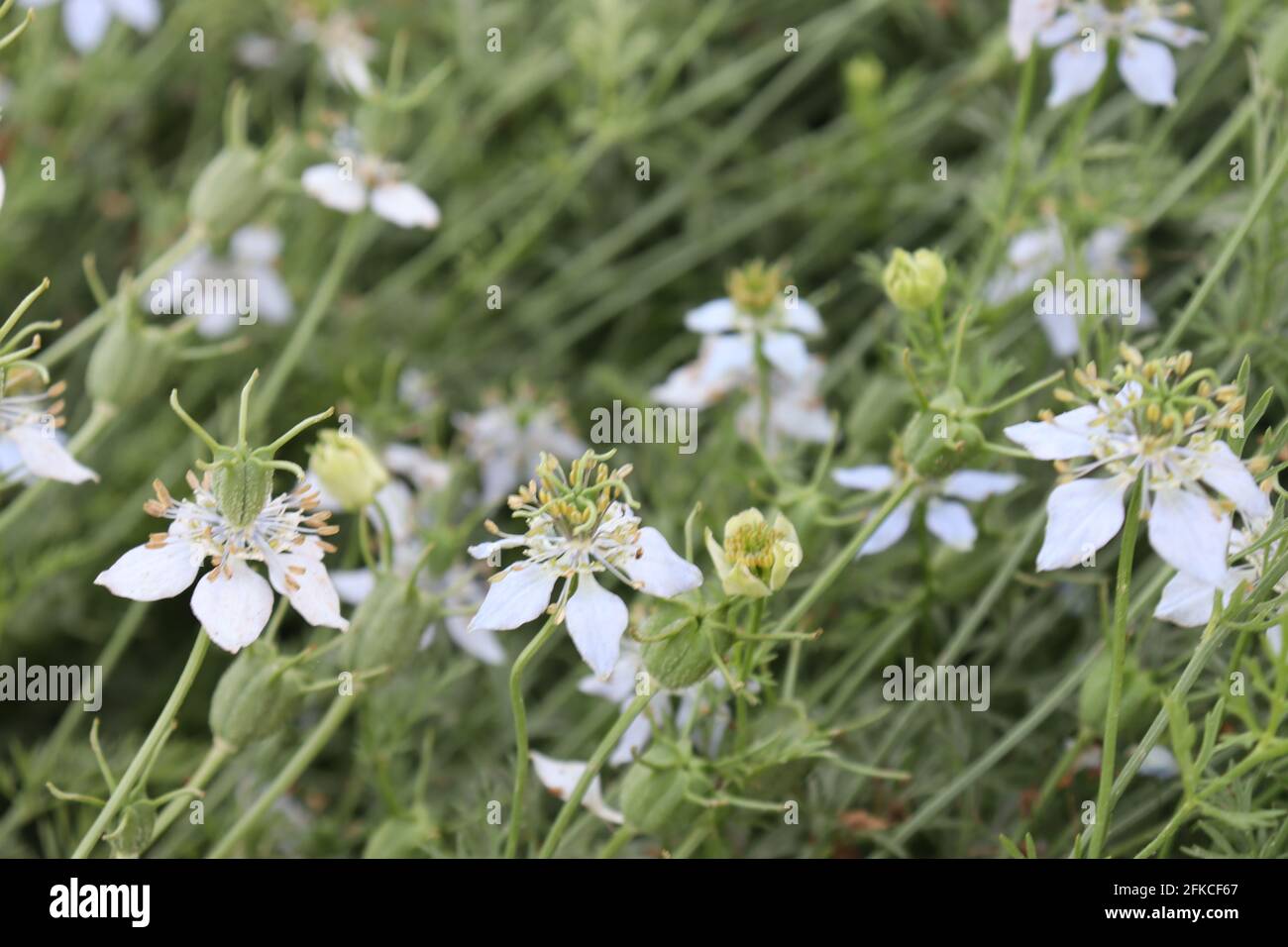 white colored black cumin flower on tree in firm for harvest Stock ...