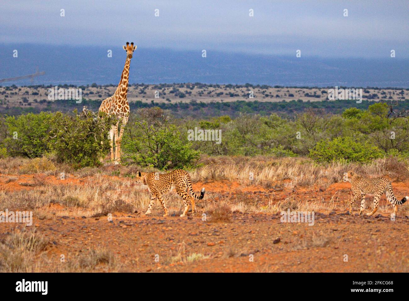 Cheetah and giraffe Stock Photo - Alamy