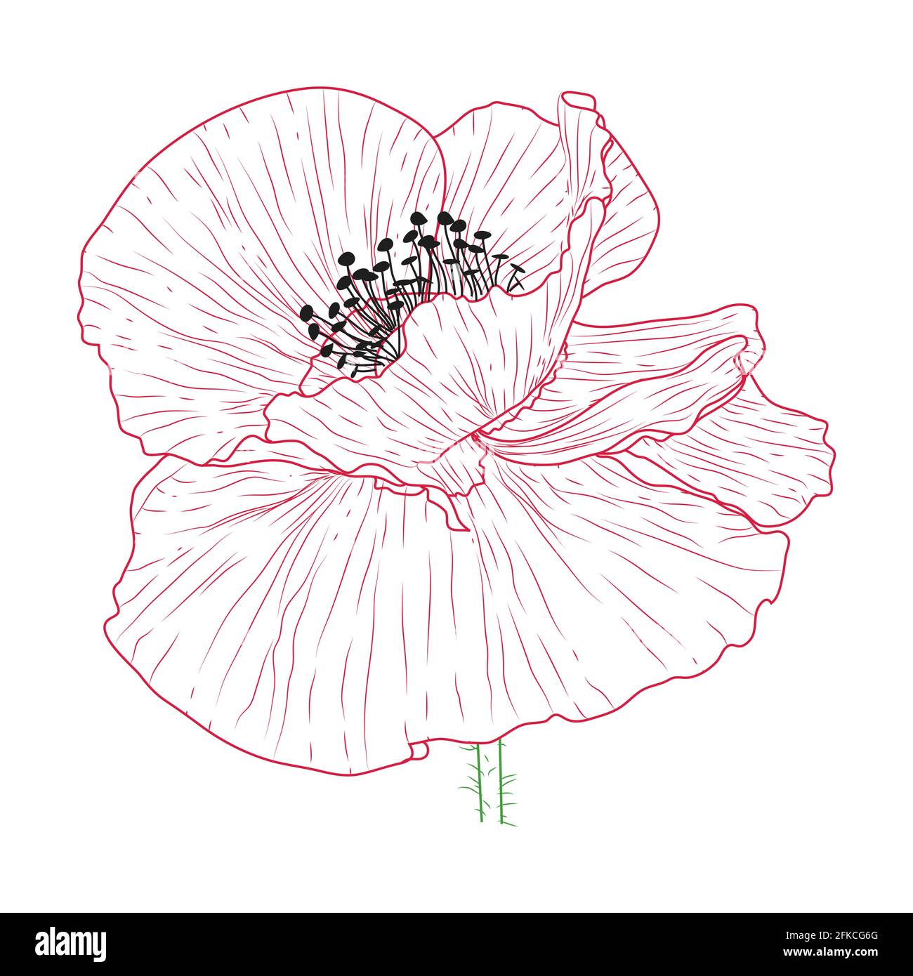 Poppy Line Drawing