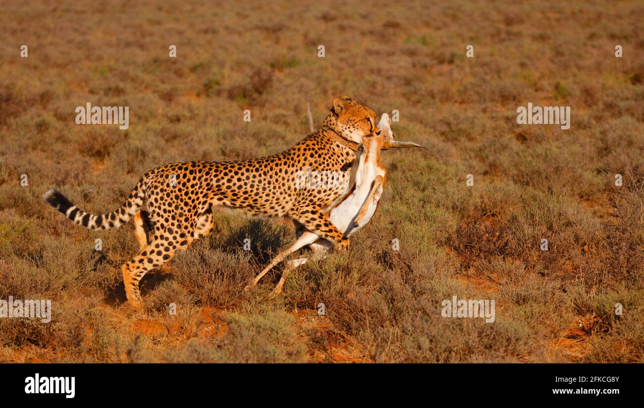 Dragging springbok hi-res stock photography and images - Alamy