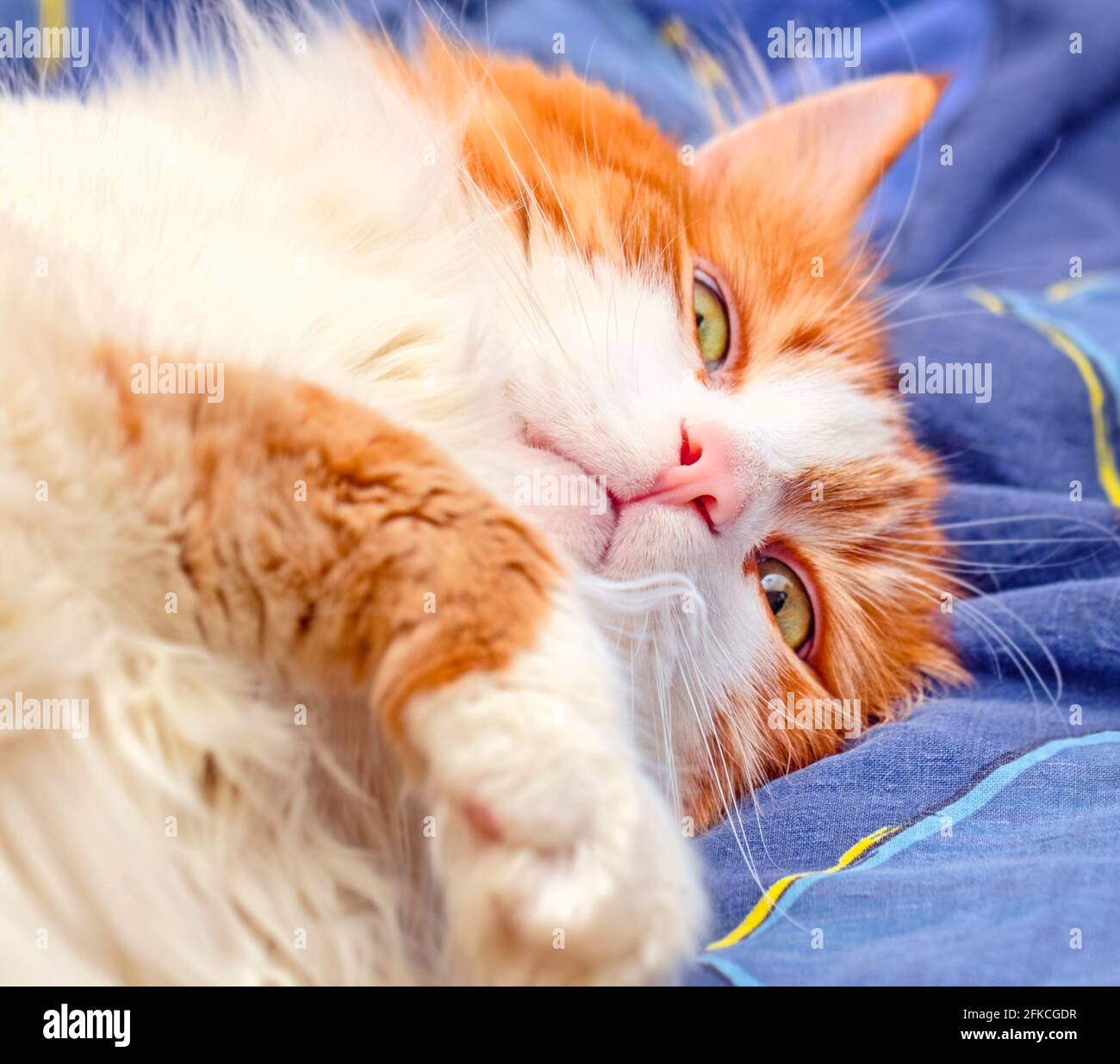 Real adult portrait of charming red cat in nirvana at blue bed Stock ...