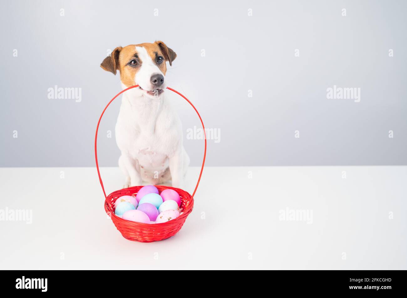Jack russell terrier dog holding a red basket with colorful eggs for ...