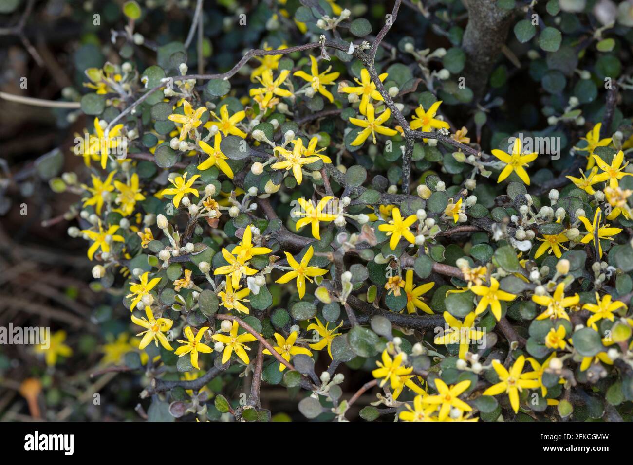 Corokia Cotoneaster, wire-netting bush, with bright yellow flowers in ...
