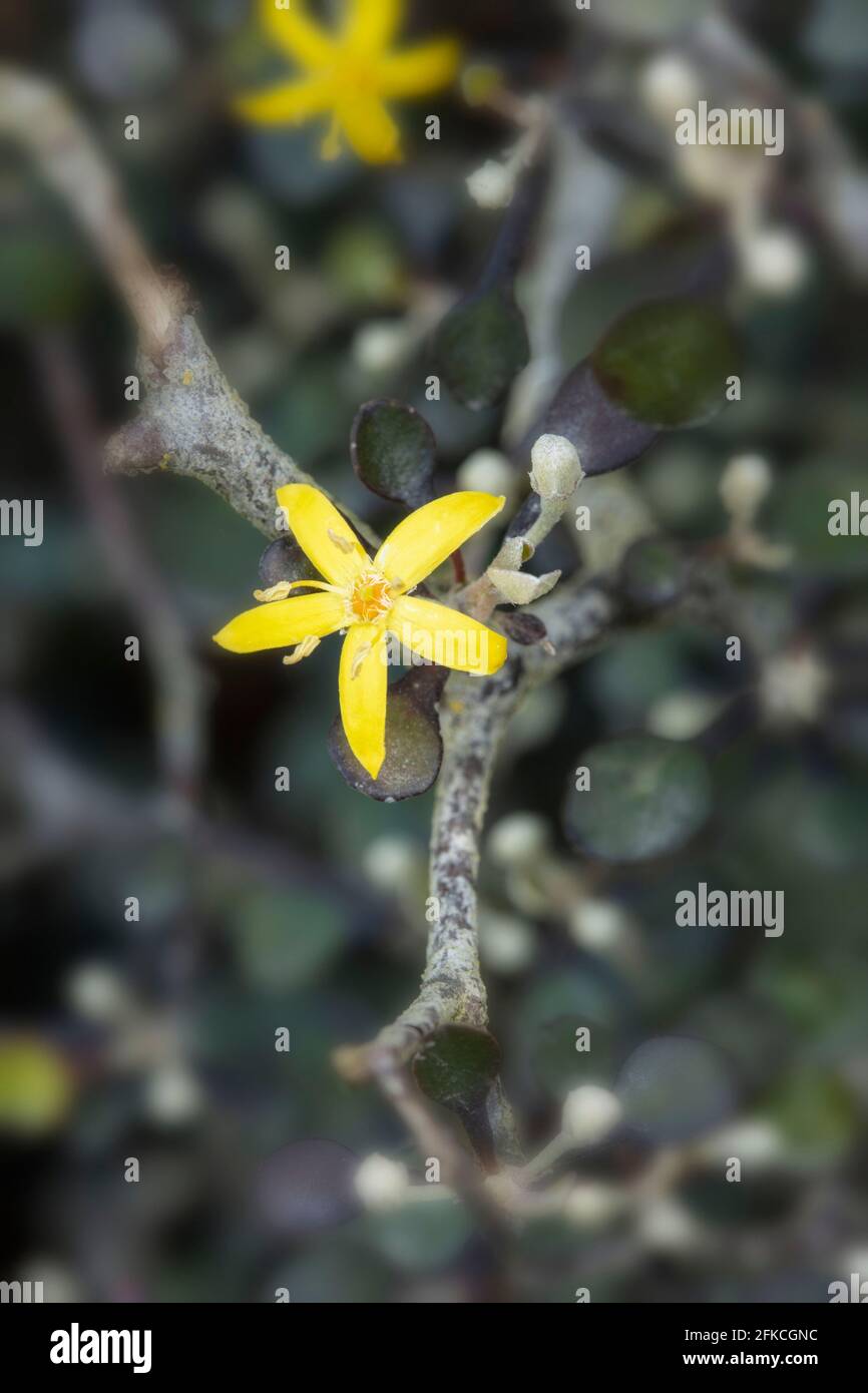 Corokia Cotoneaster, wire-netting bush, with bright yellow flowers in ...