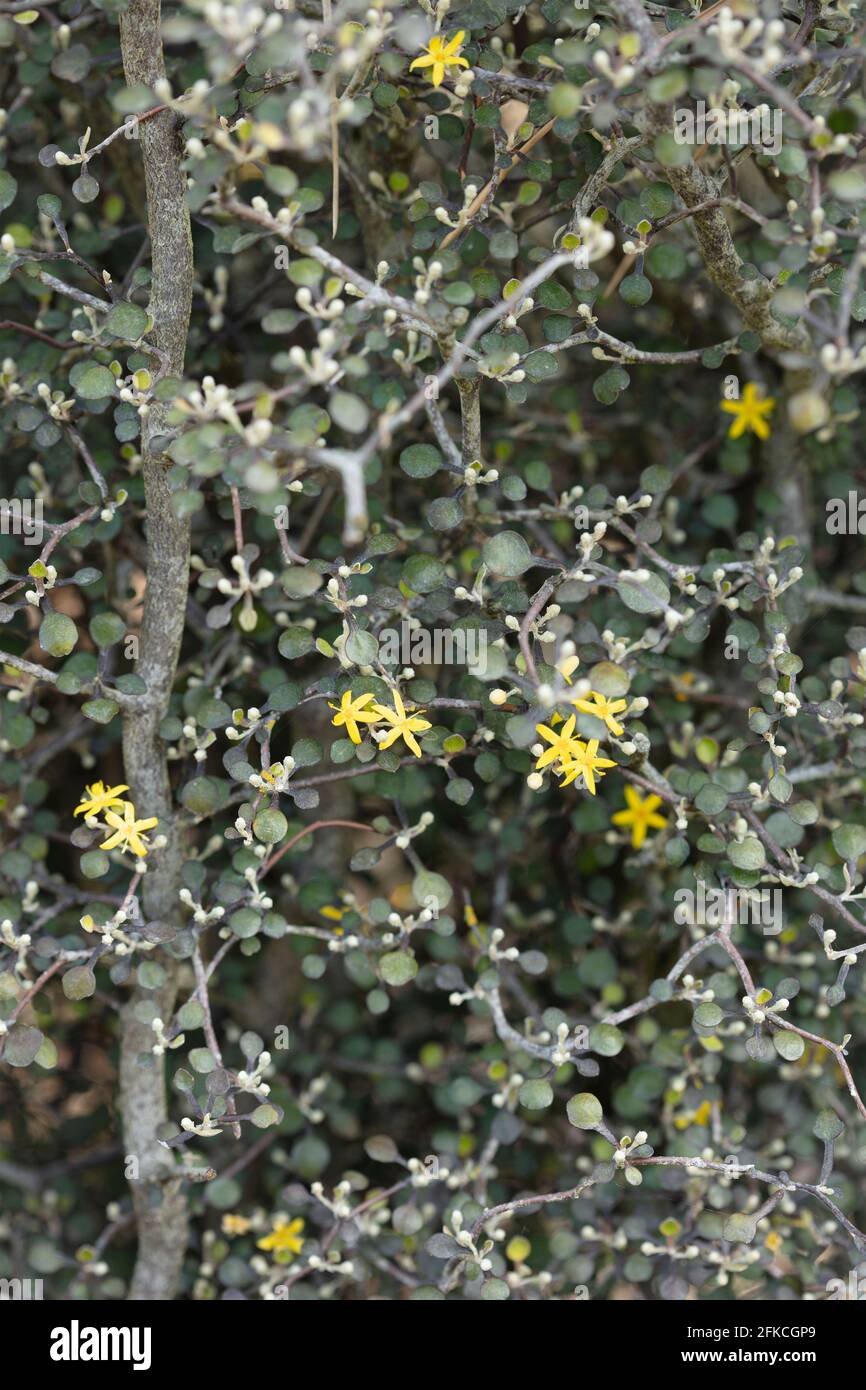 Corokia cotoneaster hi-res stock photography and images - Alamy