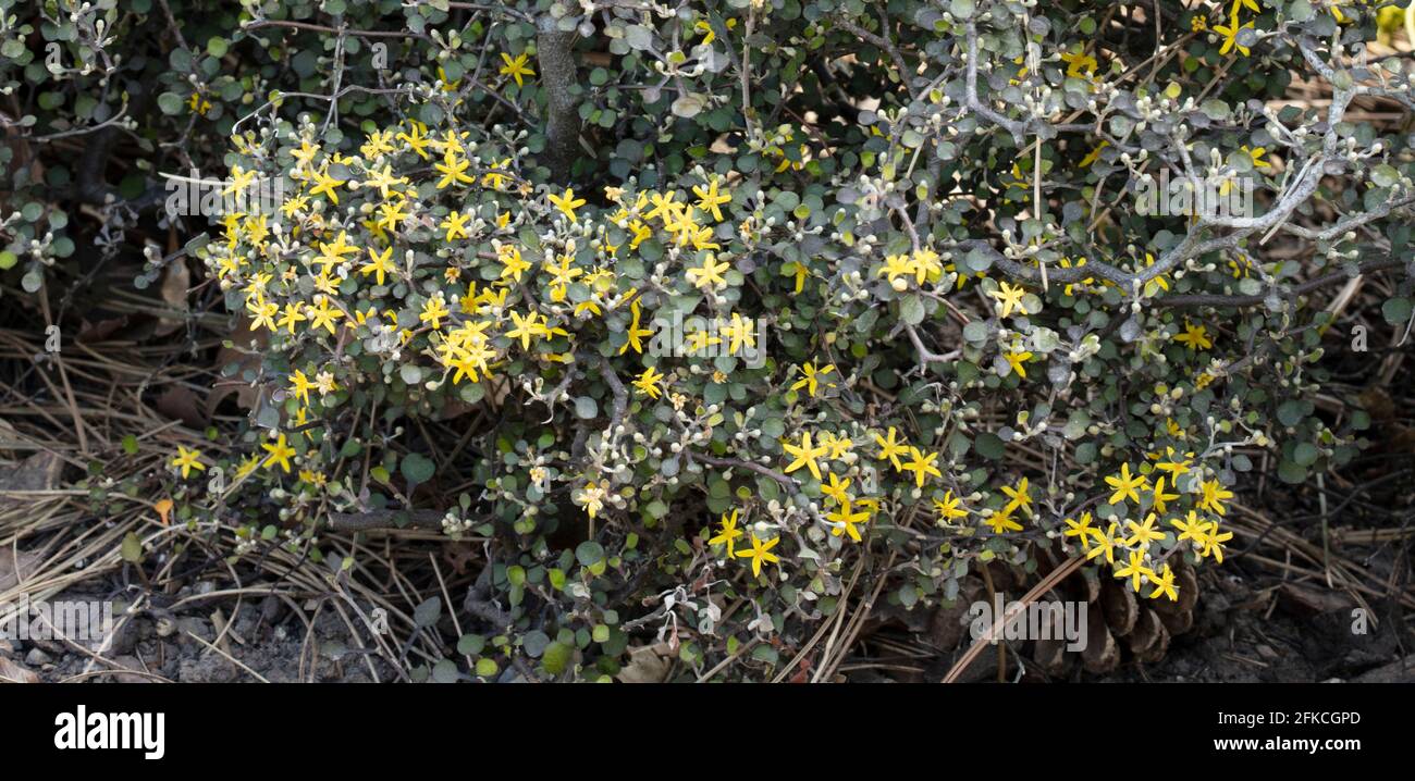 Corokia Cotoneaster, wire-netting bush, with bright yellow flowers in ...