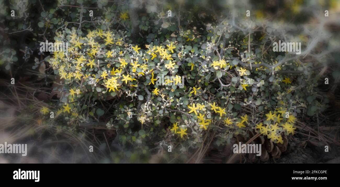 Corokia Cotoneaster, wire-netting bush, with bright yellow flowers in ...