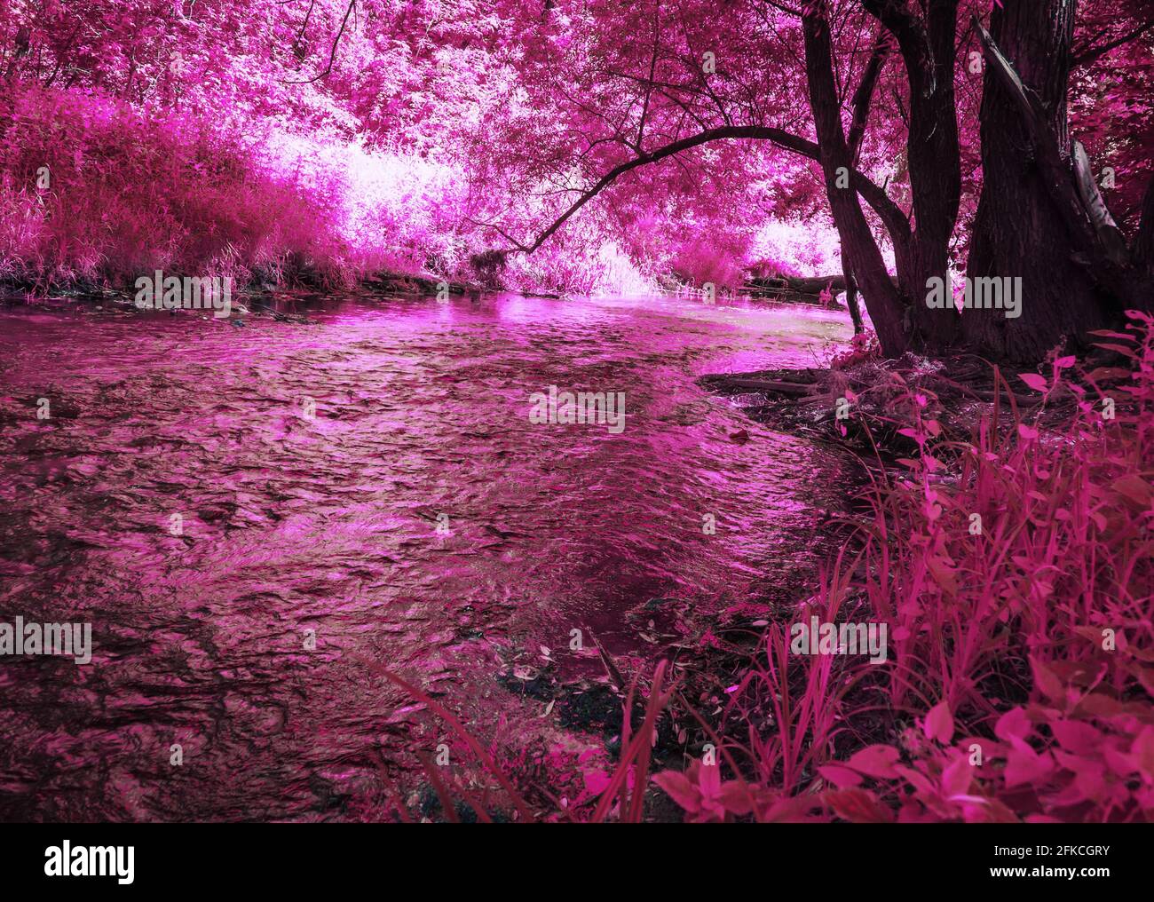 Abstract purple forest and a small river, a fantasy landscape Stock ...