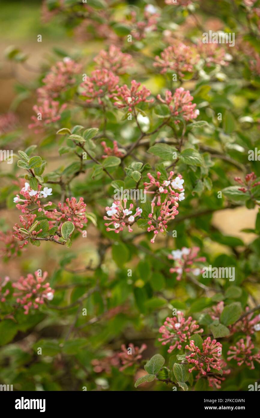 Vibrant trusses of Viburnum × juddii, Judd viburnum, buds and early ...