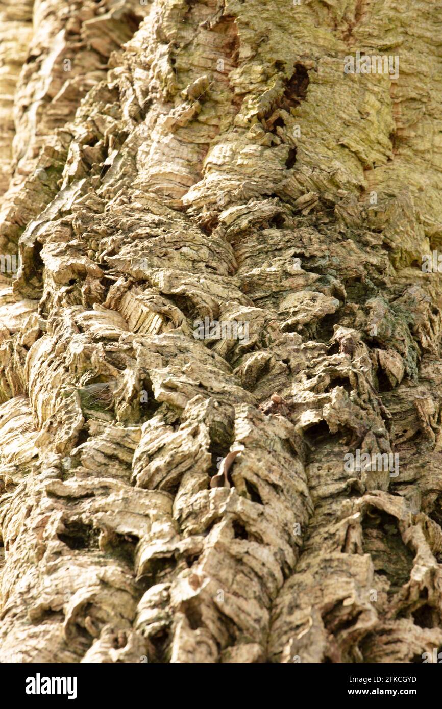 Trunk of Quercus suber (cork) tree showing deep ridges, textures and ...