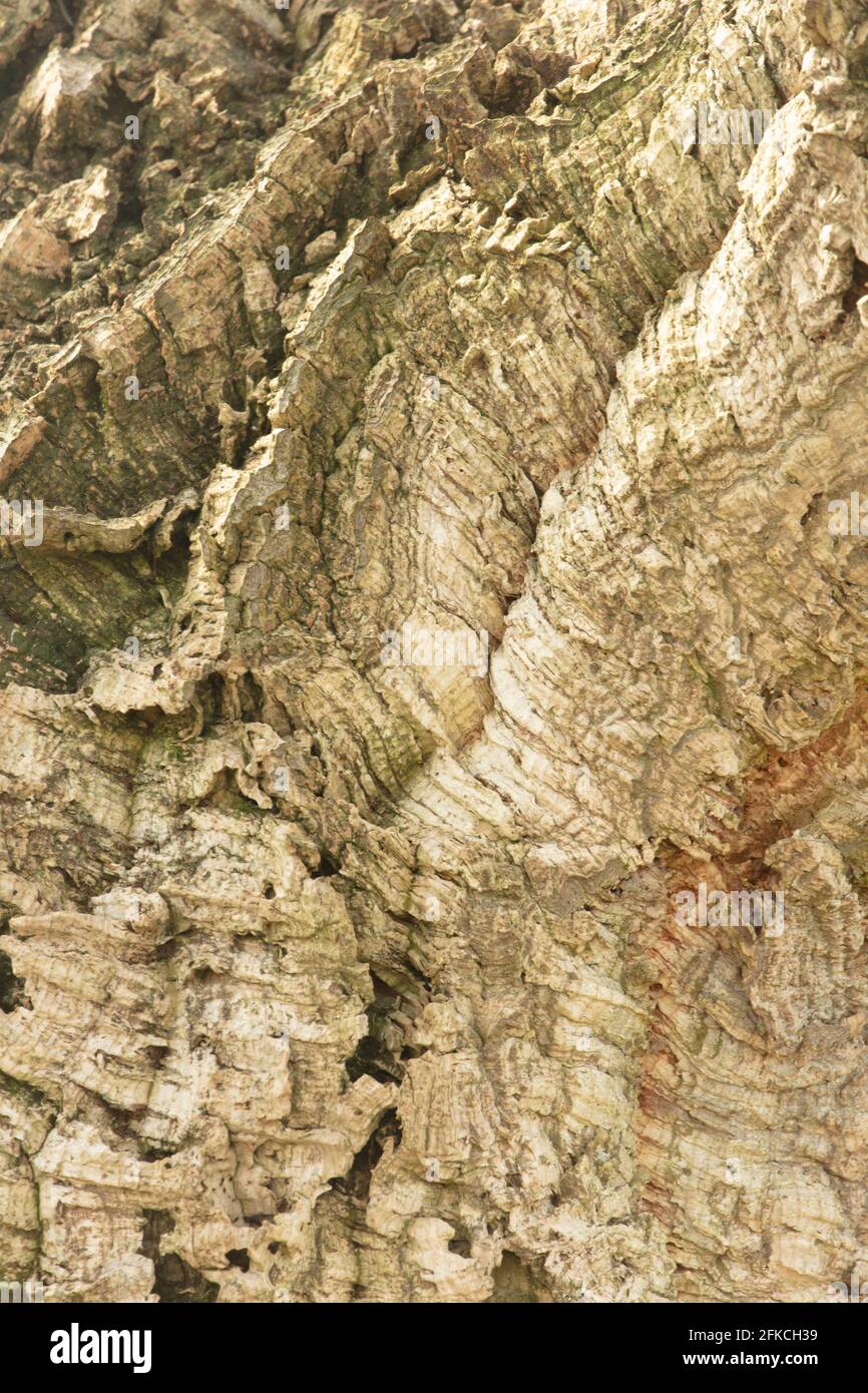 Trunk of Quercus suber (cork) tree showing deep ridges, textures and ...