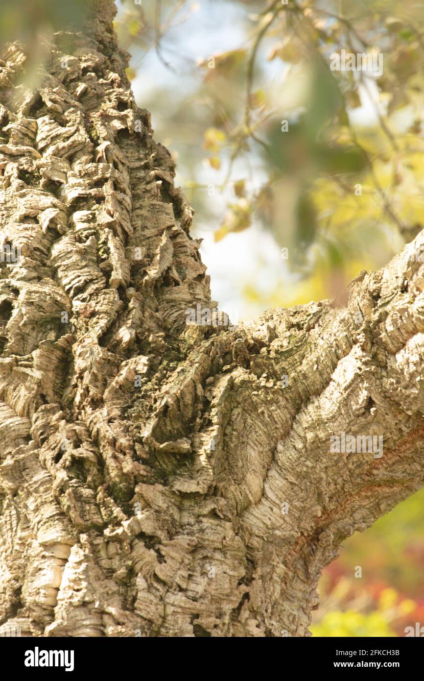 Trunk of Quercus suber (cork) tree showing deep ridges, textures and ...