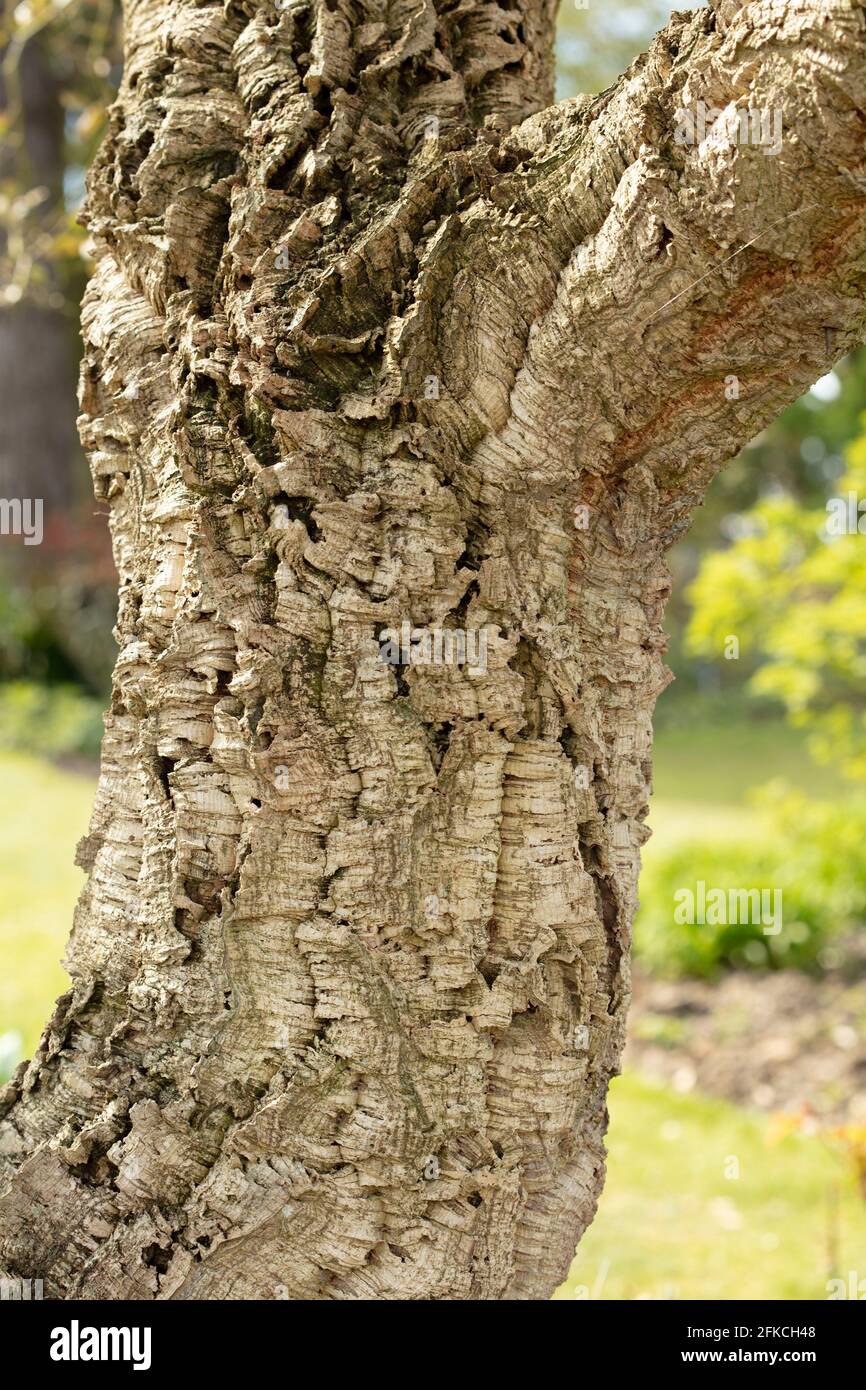 Trunk of Quercus suber (cork) tree showing deep ridges, textures and ...