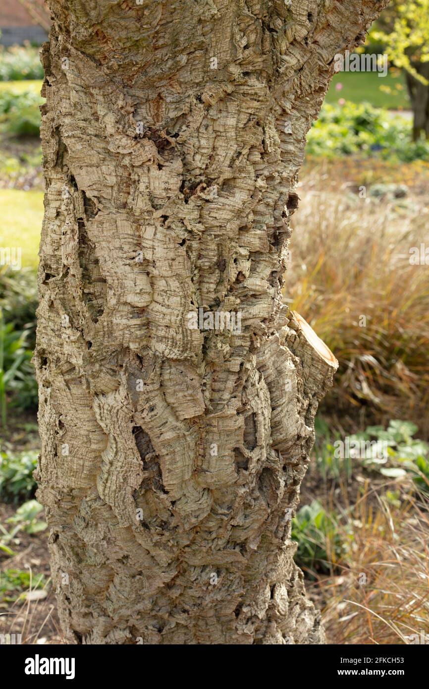 Trunk of Quercus suber (cork) tree showing deep ridges, textures and ...