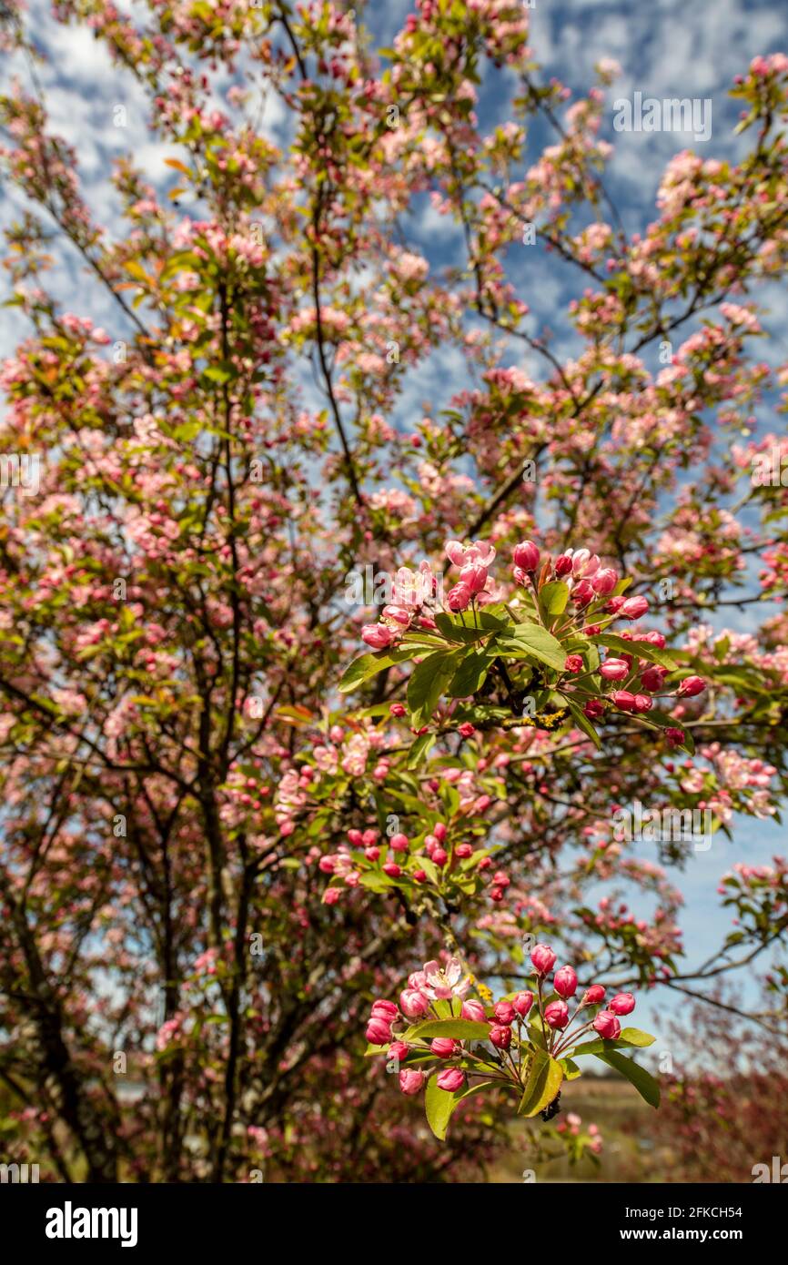 Dramatic mackerel sky with cherry tree in blossom in the foreground ...