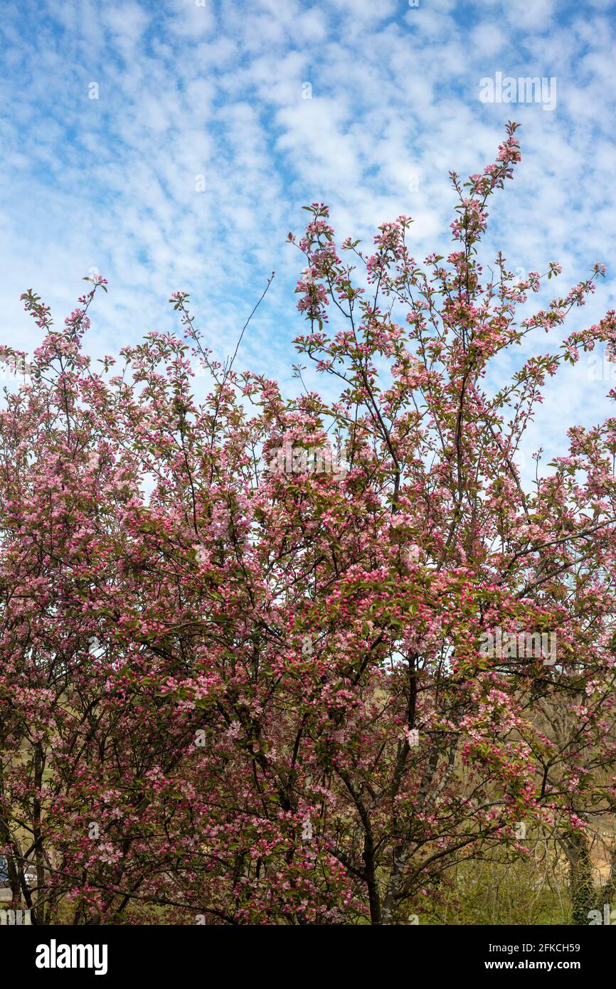 Dramatic mackerel sky with cherry tree in blossom in the foreground ...