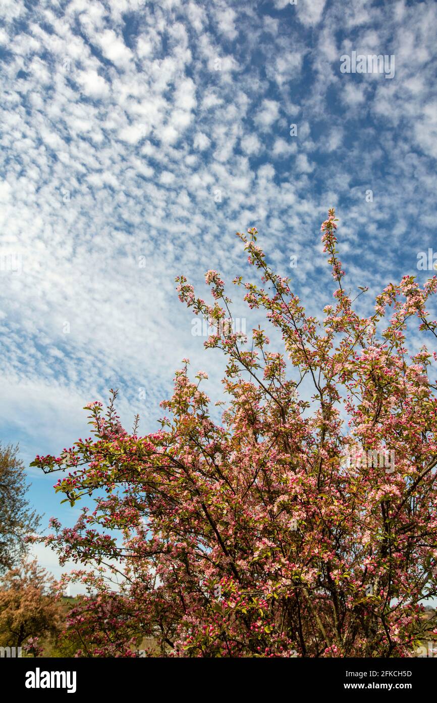 Dramatic mackerel sky with cherry tree in blossom in the foreground ...