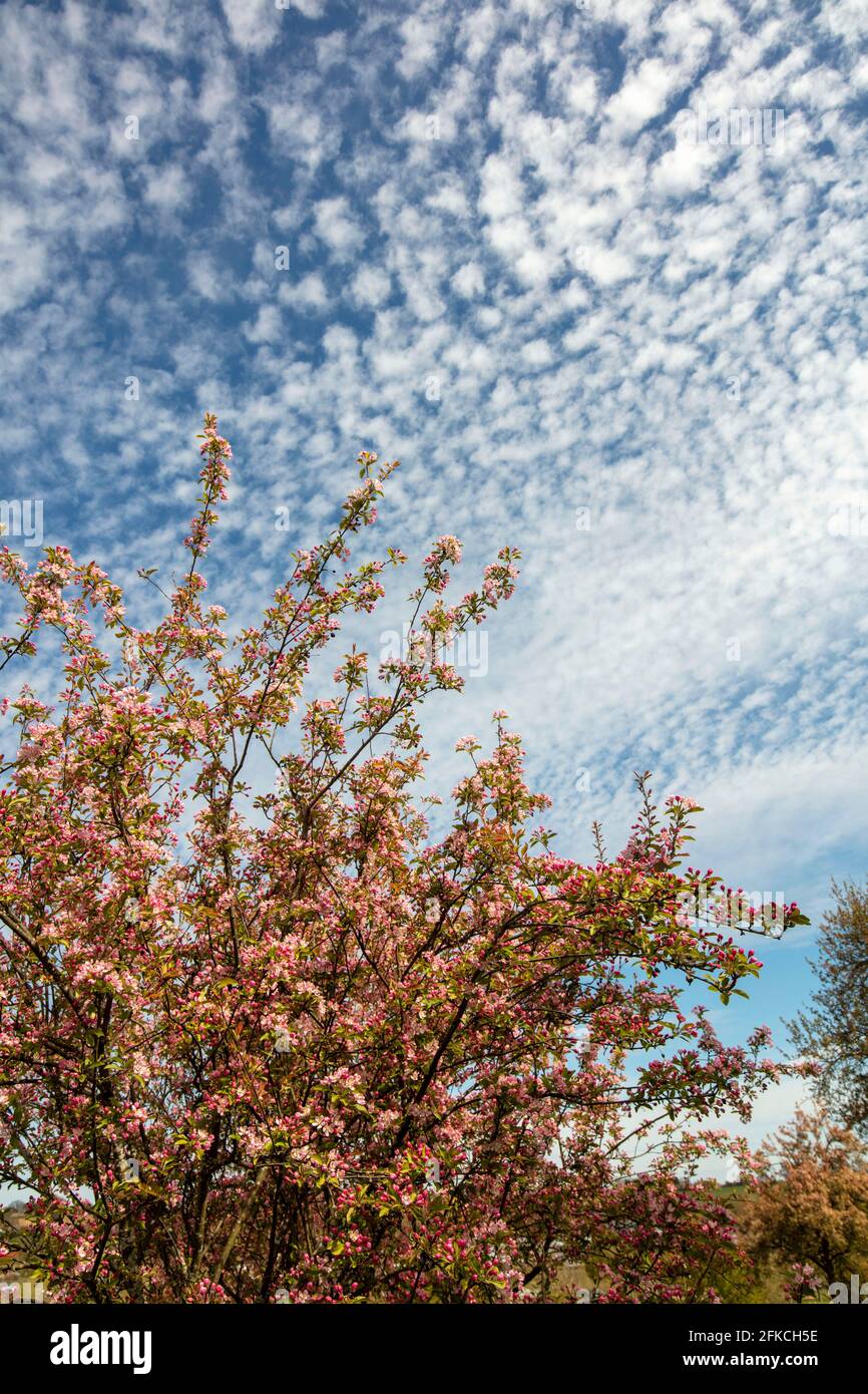 Dramatic mackerel sky with cherry tree in blossom in the foreground ...